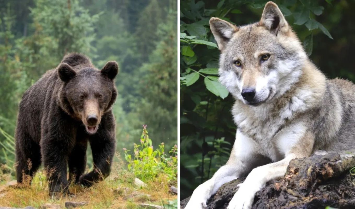 Halkidiki: Growing concerns over wolf and bear attacks - What to do if ...