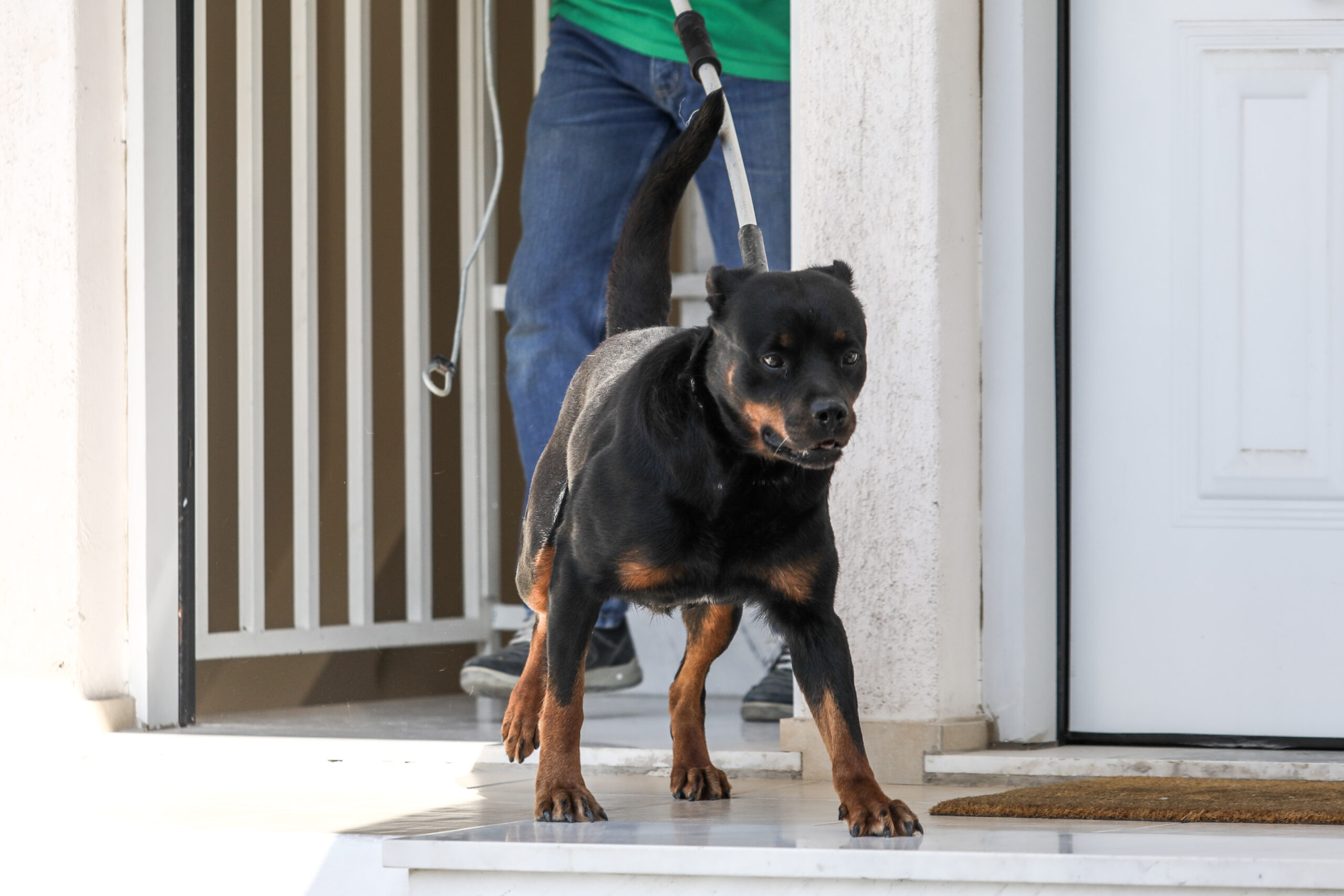 Kalamata: Rottweiler severely injures man - Police officer shoots and ...