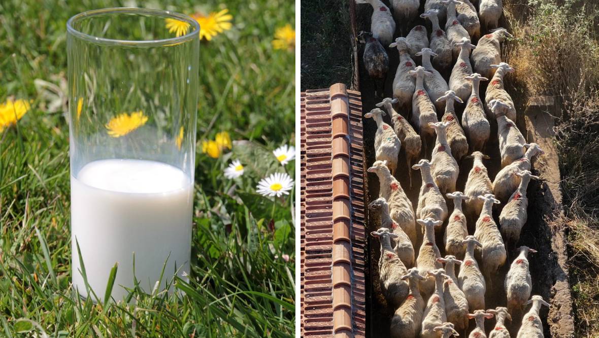 Greek dairy crisis threatens milk supply as animal disease spreads