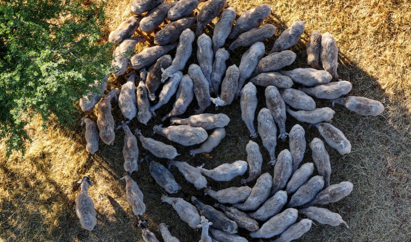 Greece allocates €50 million in compensation for sheep and goat plague