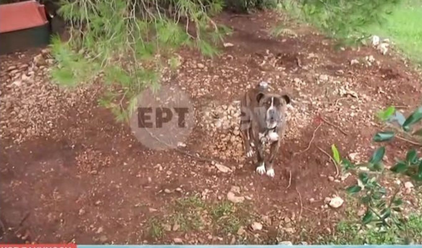 Zakynthos tragedy: Parents of 2-year-old Leo killed by pitbull