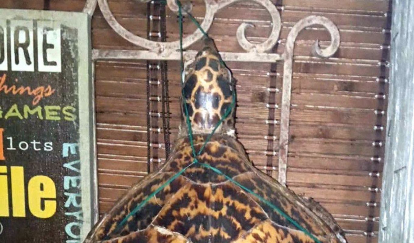 Rare hawksbill sea turtle found hung as "decoration" outside Greek home